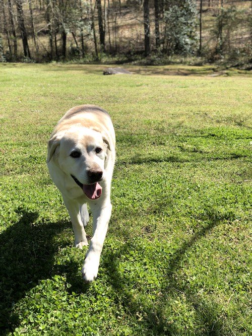 Pine Street Animal Hospital | Vets and Staff